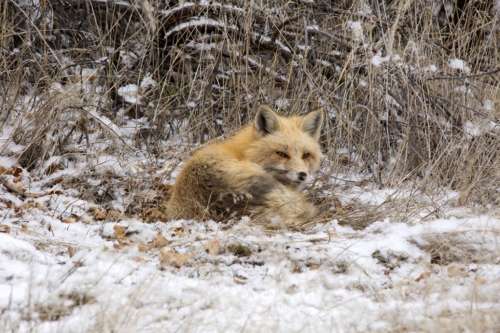 Orange is the New Black – Predator Hunting is the new Trapping ...