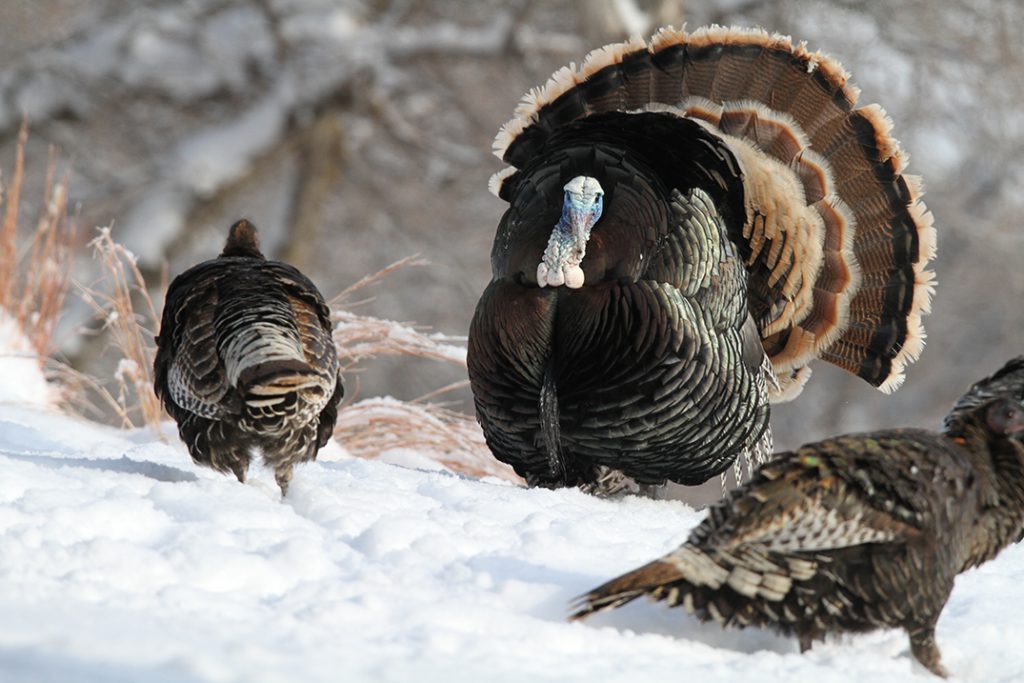 Anyone Call for Snow? Early Season Turkey Hunting | Browning Ammunition